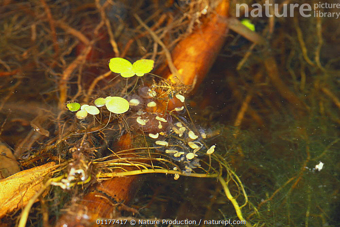 Stock photo of Frogspawn of Japanese Tree Frog {Hyla japonica} Japan ...