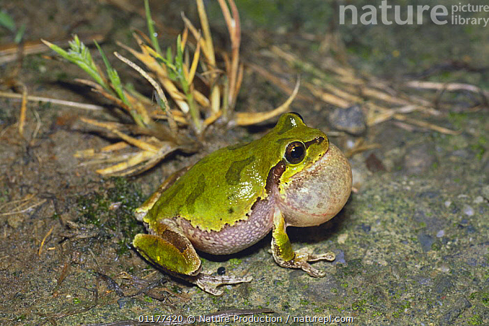 Stock photo of Japanese Tree Frog {Hyla japonica} male vocalising ...