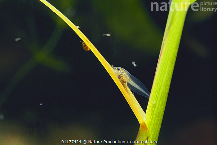 Stock photo of Tadpole of Japanese Tree Frog {Hyla japonica} Japan ...