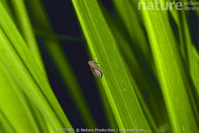 Stock photo of Brown Planthopper {Nilaparvata lugens} on a rice plant ...