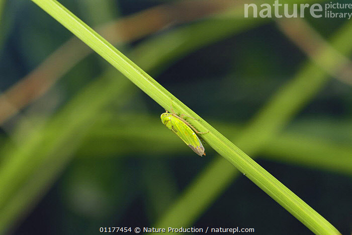 Stock photo of Green Rice Leafhopper {Nephotettix cincticeps} female on ...