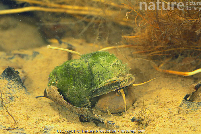 Stock photo of Chinese mystery snail {Cipangopaludina chinensis ...