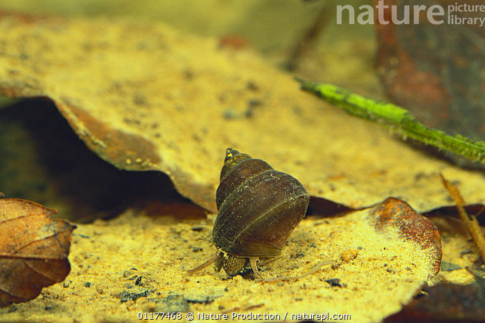 Stock photo of Mud Snail {Cipangopaludina japonica} larva on river bed ...