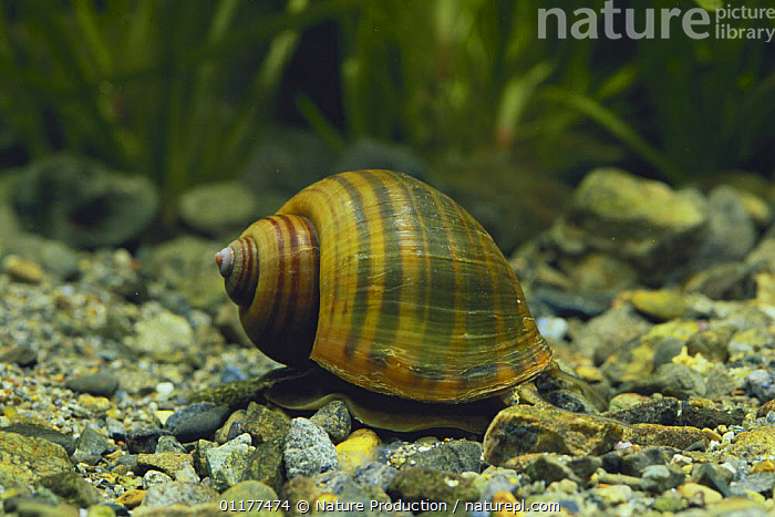 Stock photo of Apple Snail {Pomacea canaliculata} on river bed, Japan ...