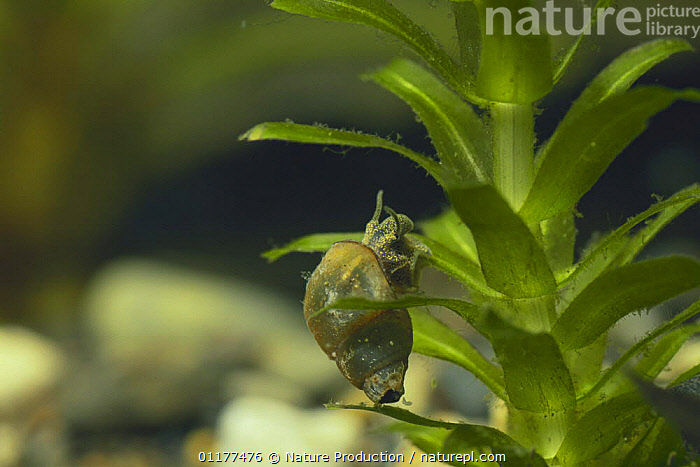 Stock photo of Freshwater snail {Parafossarulus manchouricus japonicus ...