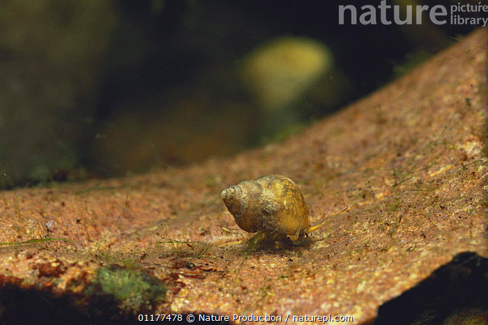 Stock photo of Freshwater snail {Bithynia inabai} Japan. Available for sale on www.naturepl.com