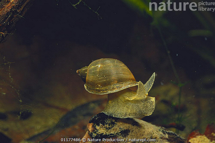 Stock photo of Big-ear Radix snail {Lymnaea auricularia} moving ...