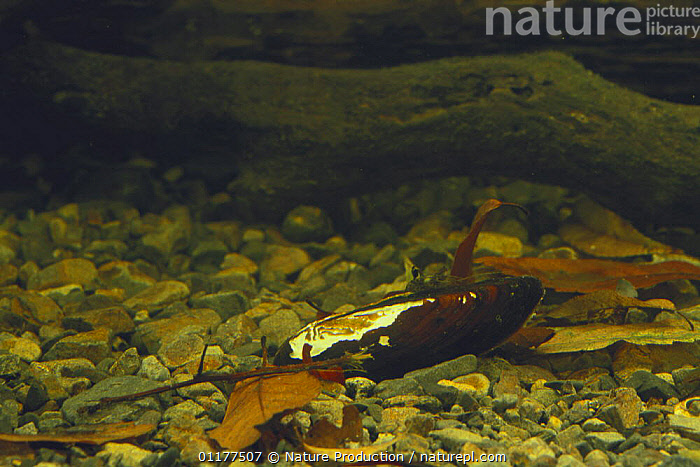Stock photo of Freshwater mussel {Lanceolaria grayana cuspidata} Hyogo, Japan. Available for ...