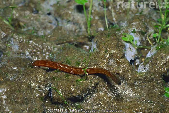 Stock photo of Land Leech {Haemadipsa japonica} Japan. Available for ...