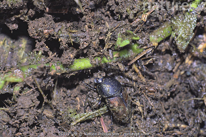 Stock photo of Dung beetle {Aphodius rectus} in cow dung, Japan ...