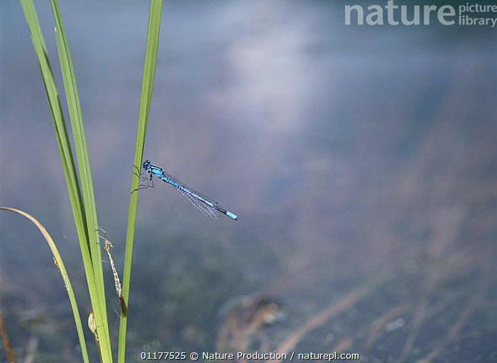 Stock photo of Damselfly {Enallagma boreale circulatum} newly emerged ... Stock photo of Damselfly {Enallagma boreale circulatum} newly emerged ...
