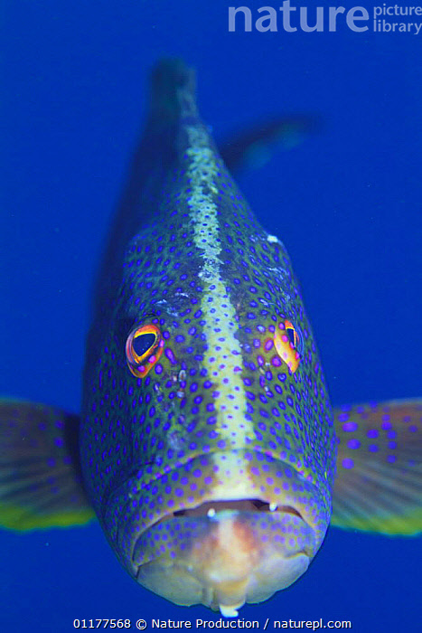Stock photo of Lunar tailed rod / Yellow-tailed Croissant / Coronation ...