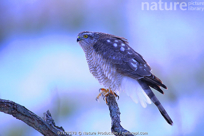 Stock photo of Sparrowhawk {Accipiter nisus} fluffed up in the cold ...