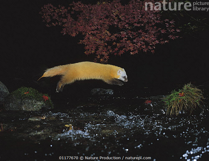 Stock photo of Japanese Marten {Martes melampus} jumping across river ...