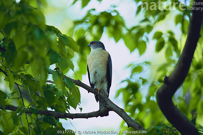 Stock photo of Japanese Lesser Sparrowhawk {Accipiter gularis} male ...