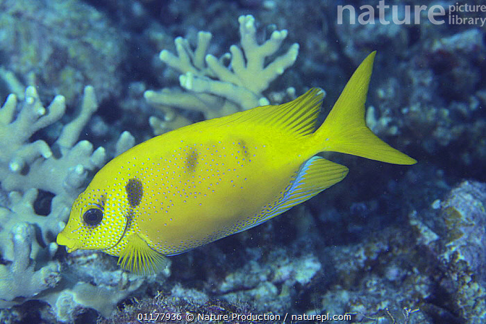 Stock photo of Ocellated orange spinefoot / Pacific Coral Rabbitfish ...