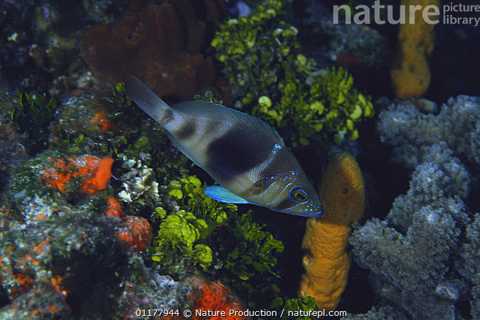 Stock photo of Barred hamlet {Hypoplectrus puella} Caribbean. Available ...