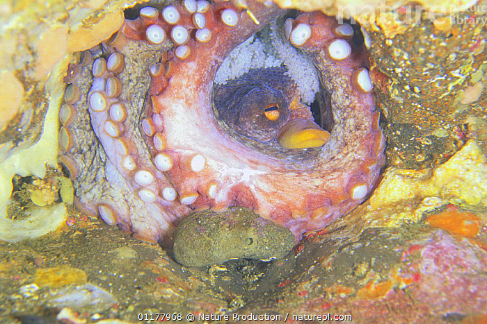 Stock photo of Common Octopus {Octopus vulgaris} with tentacles wrapped ...