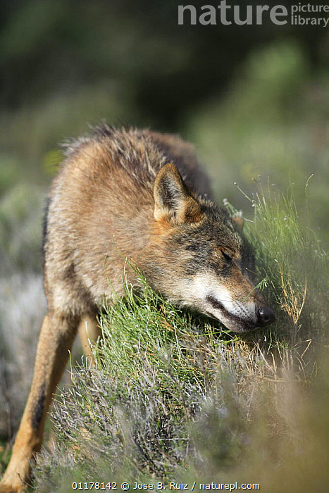 Stock photo of Iberian wolf {Canis lupus sygnatus} scent marking ...