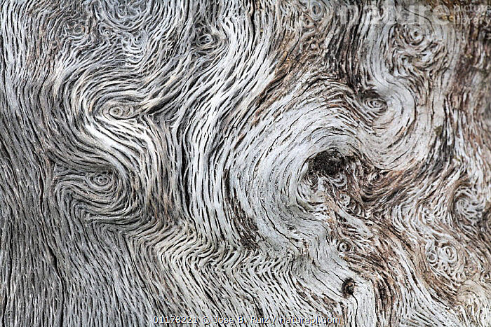 Stock photo of Close up of Holm oak bark {Quercus ilex} Spain ...