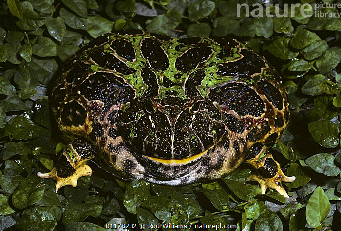 Stock photo of Argentine horned frog {Ceratophrys ornata} female ...