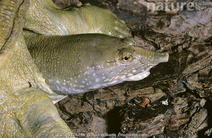 Stock photo of Chinese softshell turtle {Pelodiscus / Trionyx sinensis ...