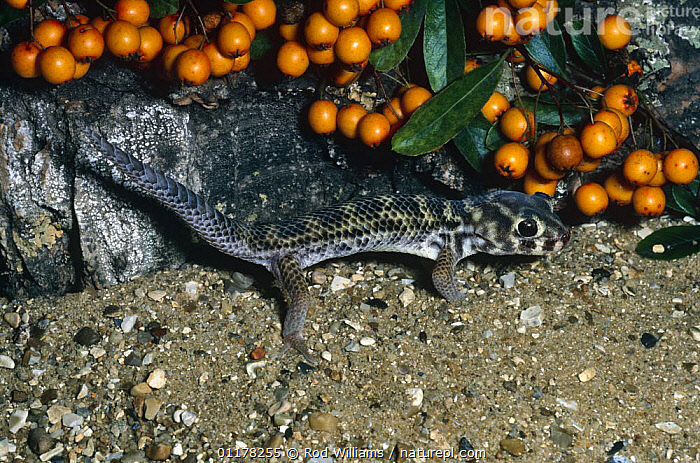 Stock photo of Mongolian frog eyed gecko {Teratoscincus scincus} in ...