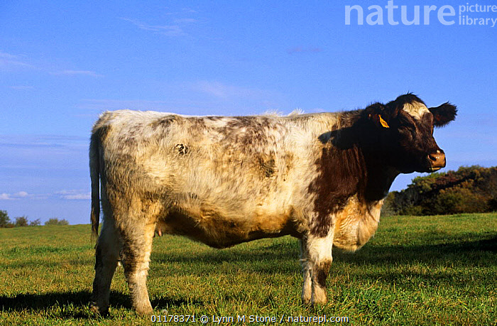 Stock photo of Domestic cattle, Beef shorthorn cow, Illinois, USA ...