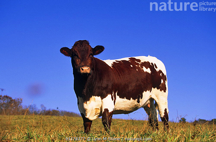 Stock photo of Domestic cattle, Pinzgauer cow, Wisconsin, USA ...