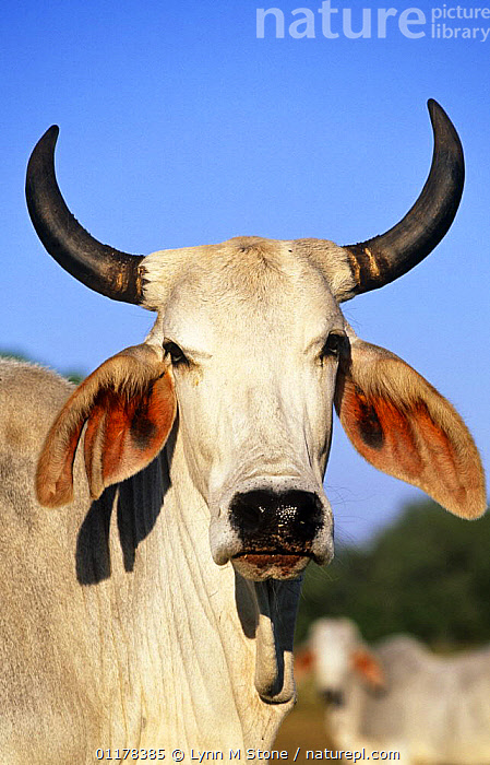 Stock photo of Domestic cattle, Brahman cow, Florida, USA. Available ...