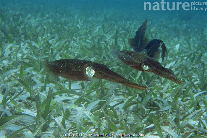 Stock photo of Caribbean reef squid {Sepioteuthis sepioidea} Belize ...