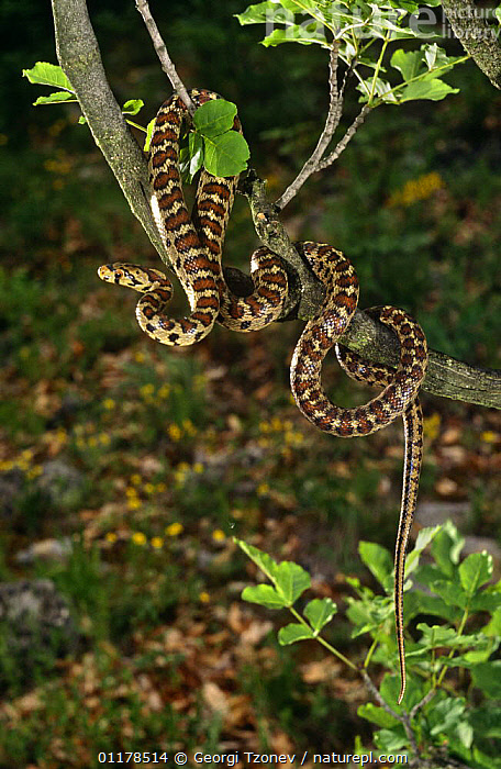 Stock photo of Leopard rat snake {Elaphe situla} in habitat, Kresna ...