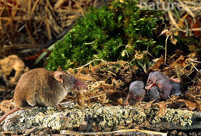 Stock photo of Lesser white toothed shrew {Crocidura sauveolens ...