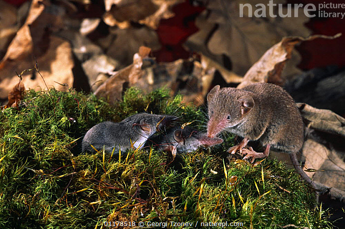Stock photo of Lesser white toothed shrew {Crocidura sauveolens ...