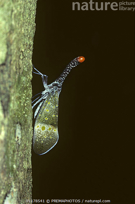 Stock photo of Lanternfly (Pyrops sp) on a tree in rainforest, Malaysia ...