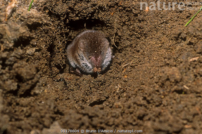 Stock photo of Bicoloured white-toothed shrew (Crocidura leucodon ...