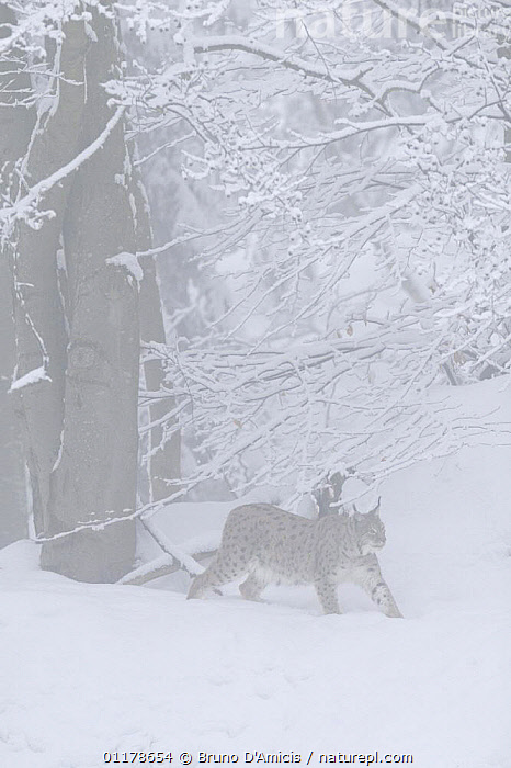 Stock photo of Eurasian lynx (Lynx lynx) female in winter beech forest ...