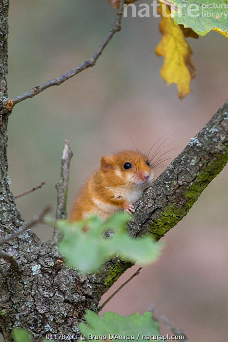Stock photo of Italian dormouse / Hazelmouse (Muscardinus avellanarius ...