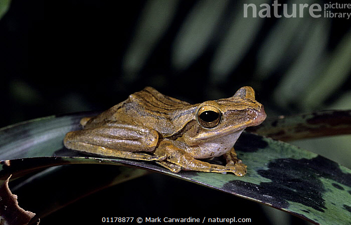 Stock photo of Golden gliding frog (Rhacophorus leucomystax) captive ...