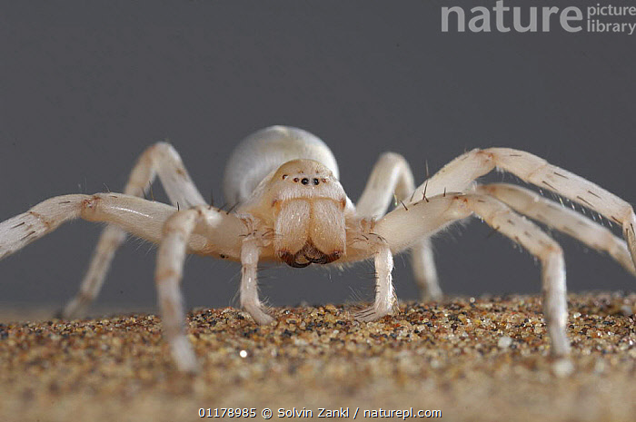 Stock photo of Golden wheel spider / Dancing white lady (Carparachne ...