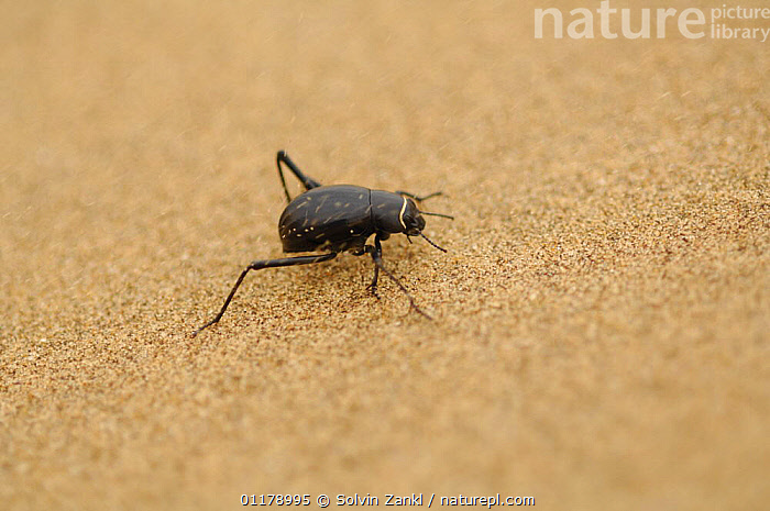 Stock photo of Namib desert / Fog basking beetle (Stenocara gracilipes ...