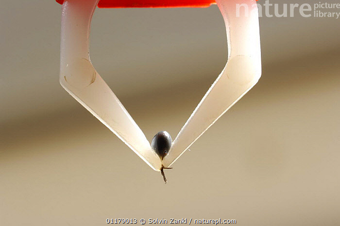 Stock photo of Using pincers to remove European sheep tick (Ixodes ...