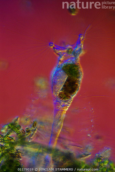 Stock photo of Collotheca rotifer (Rotifera) showing long tentacle-like ...