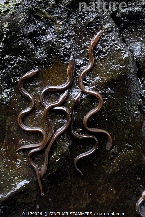Stock photo of European eel (Anguilla anguilla) elvers climbing a rock ...