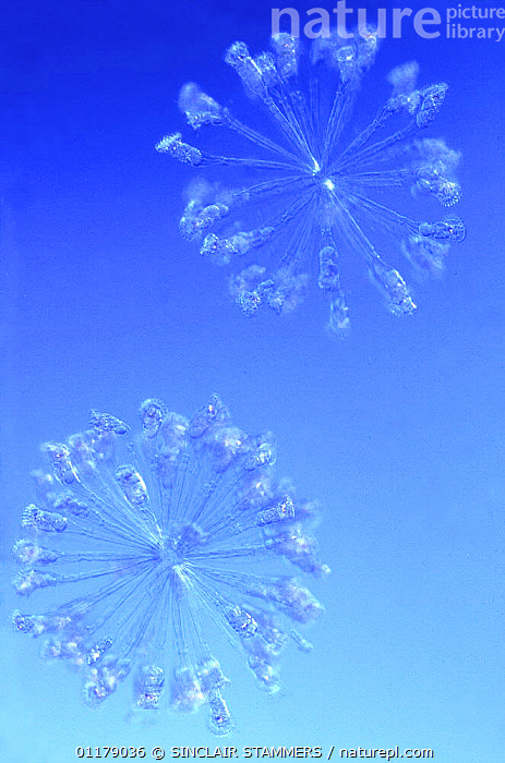 Stock photo of Pair of Colonial rotifers (Conochilus hippocrepis) lit ...