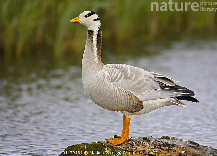 Stock photo of Bar-headed Goose (Anser indicus) portrait. Norway. June ...