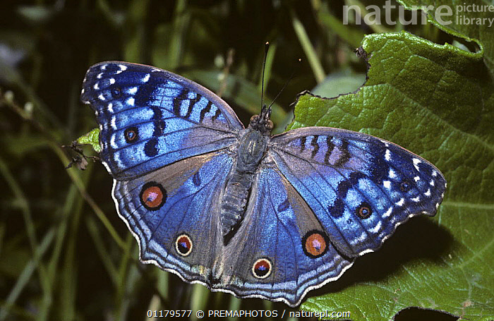 Royal Blue Butterfly