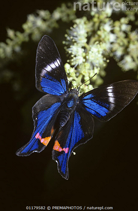 Stock photo of Periander swordtail / variable beautymark butterfly ...
