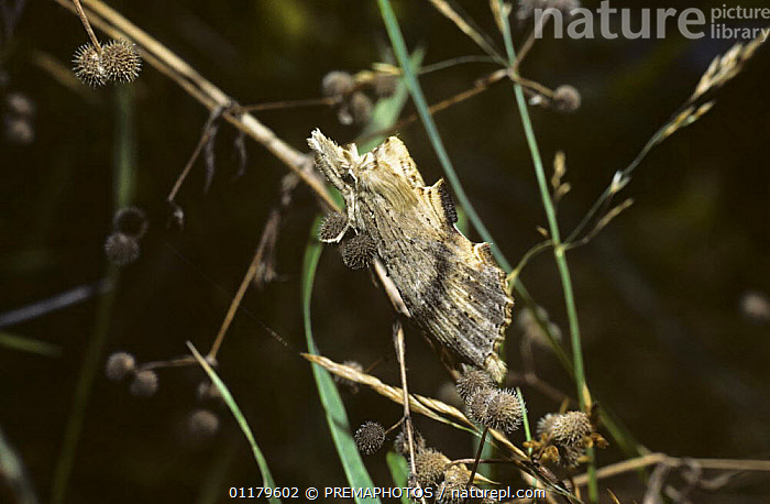 Stock photo of Pale prominent moth (Pterostoma palpina) UK. Available ...
