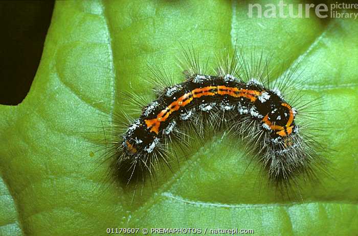 Stock photo of Caterpillar larva of Yellow-tail moth (Euproctis similis ...